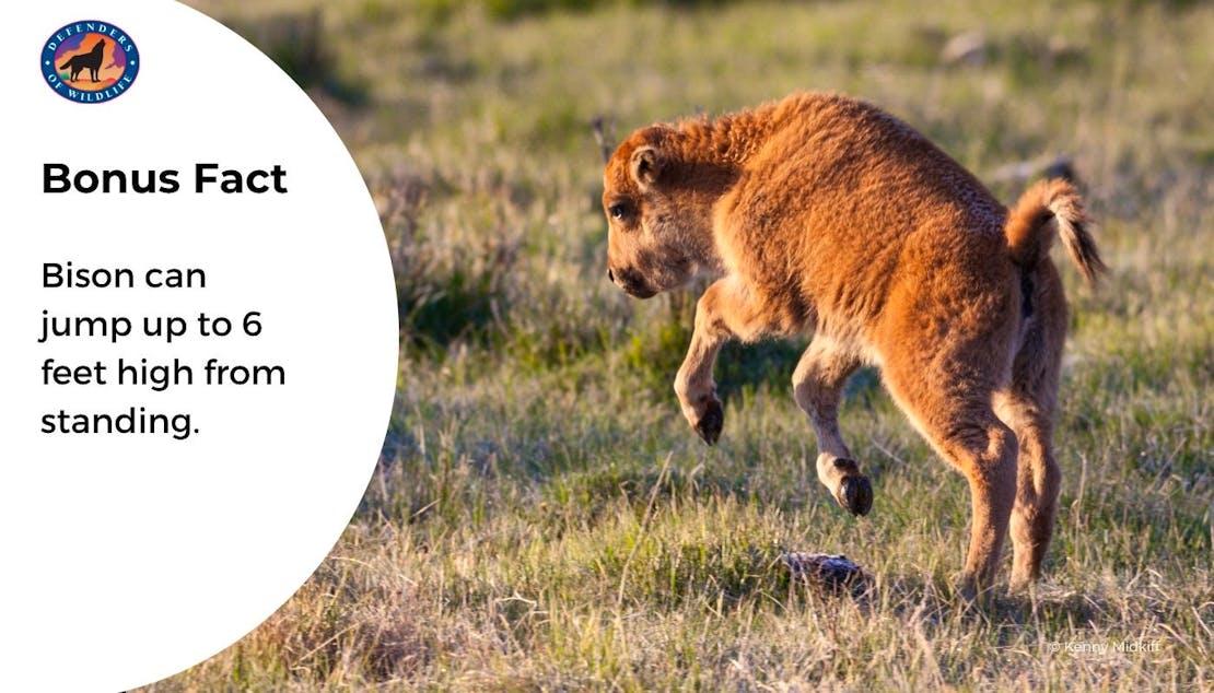 Did You Know this About American Bison? | Defenders of Wildlife